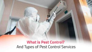 What is Pest Control? And Types of Pest Control Services